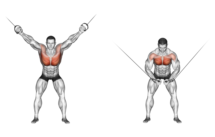 Exercises | MyBodyCreator