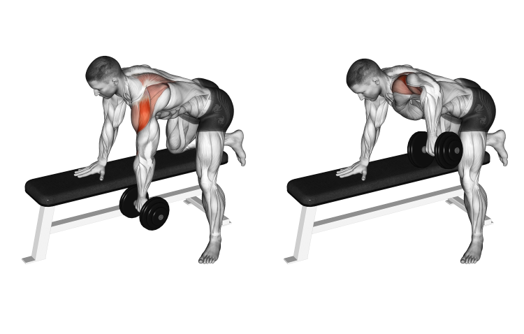 Exercises | MyBodyCreator