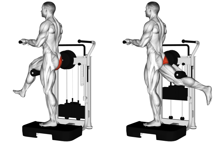 Exercises | MyBodyCreator