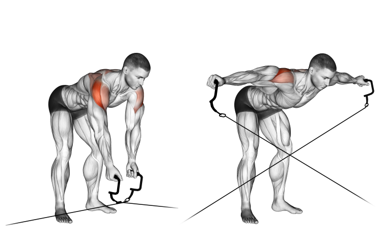 Exercises | MyBodyCreator