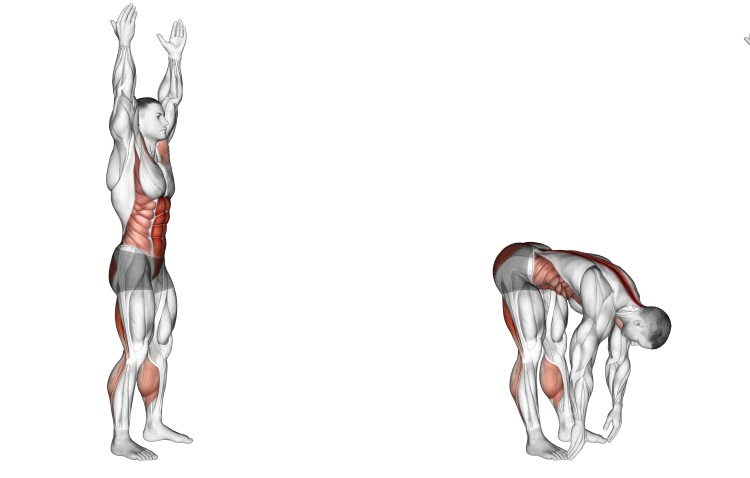 Exercises | MyBodyCreator