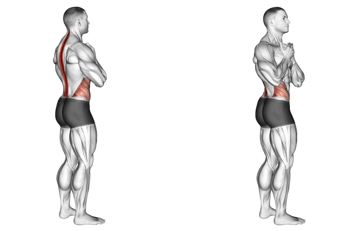 Home Exercises | MyBodyCreator