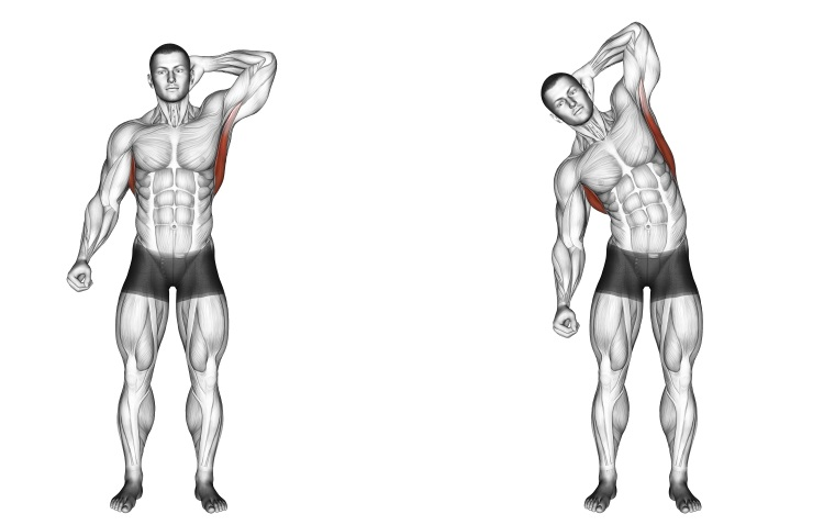 Exercises | MyBodyCreator