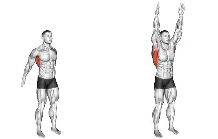 Exercises | MyBodyCreator