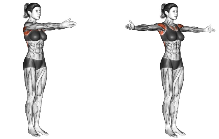 Exercises | MyBodyCreator