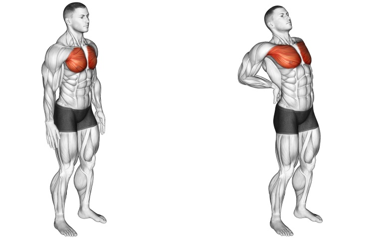 Exercises | MyBodyCreator