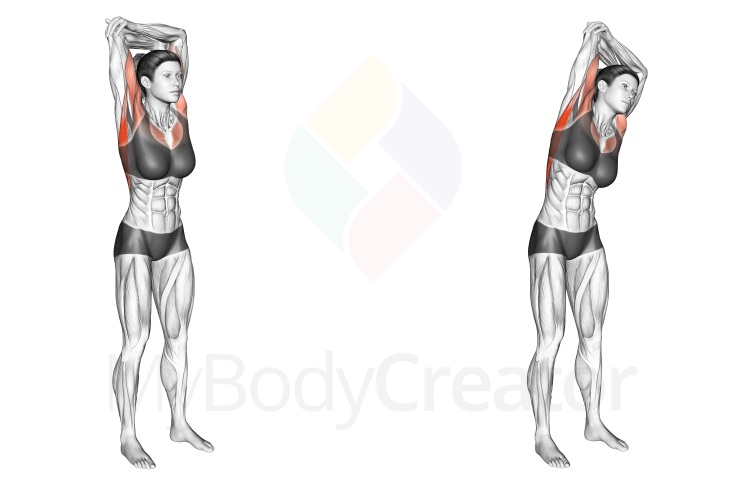 Exercises | MyBodyCreator