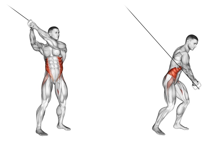 Exercises | MyBodyCreator